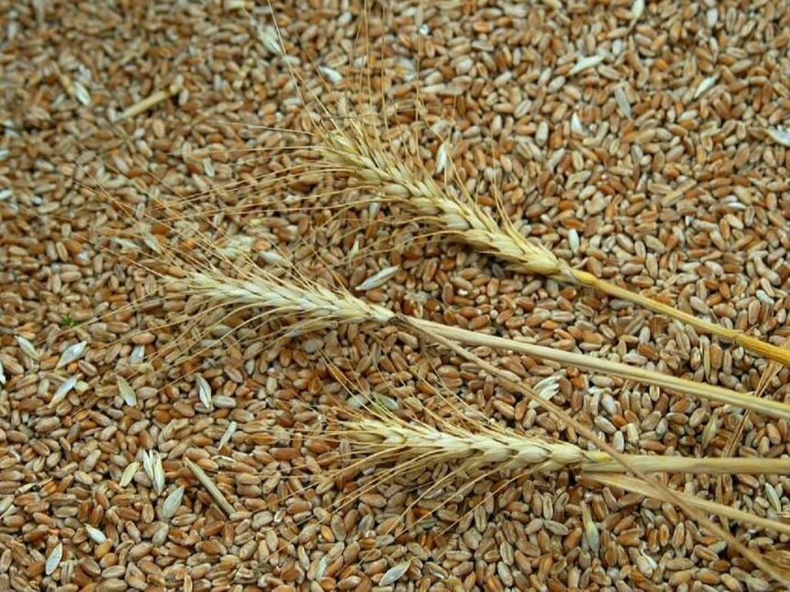 Пшеница 5 класс