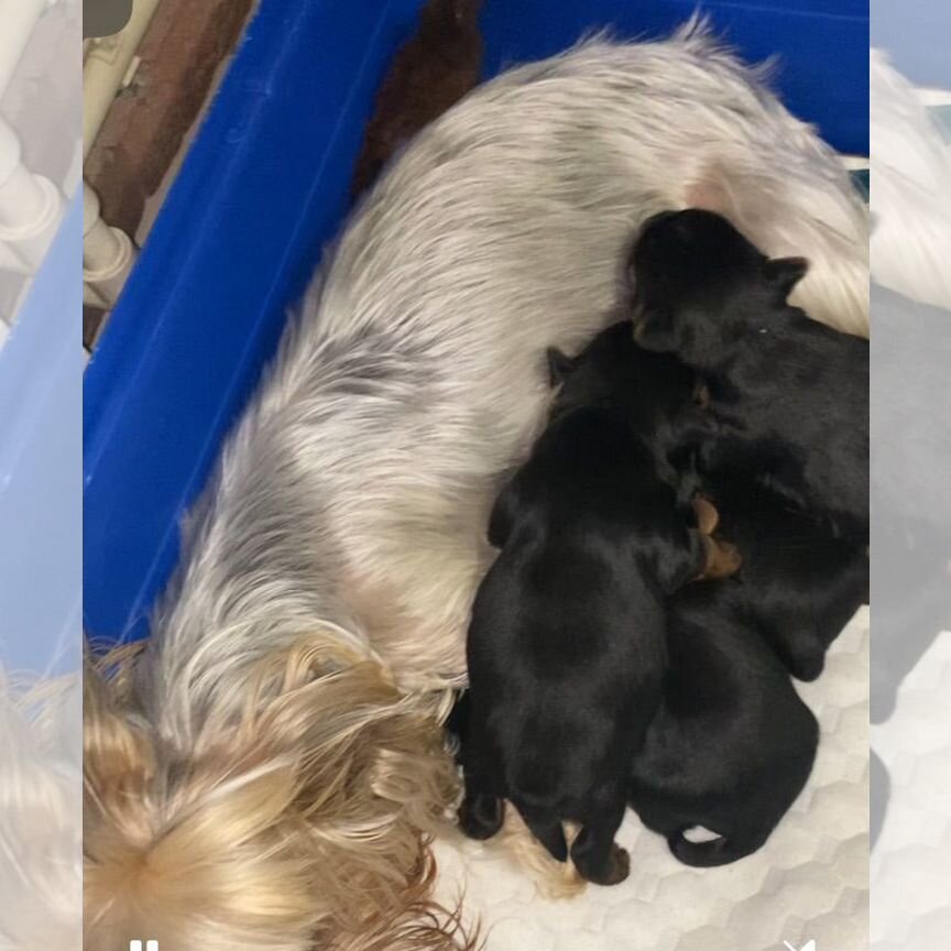 Йоркширский терьер щенки