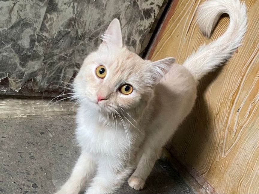 Котик без когтей в подъезде