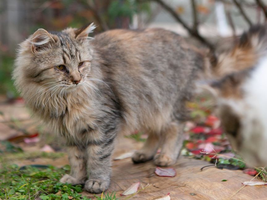 Котенок 5 месяцев мальчик