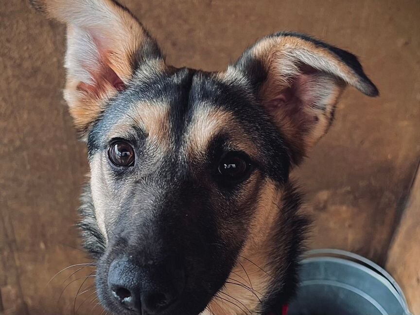 Собака бесплатно