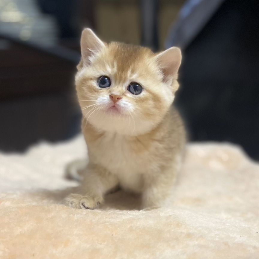 Британская кошечка Соня