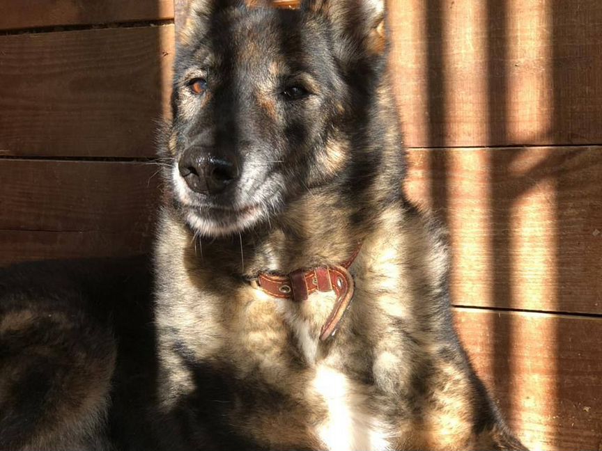 Блюз без зубов пропадёт в приюте