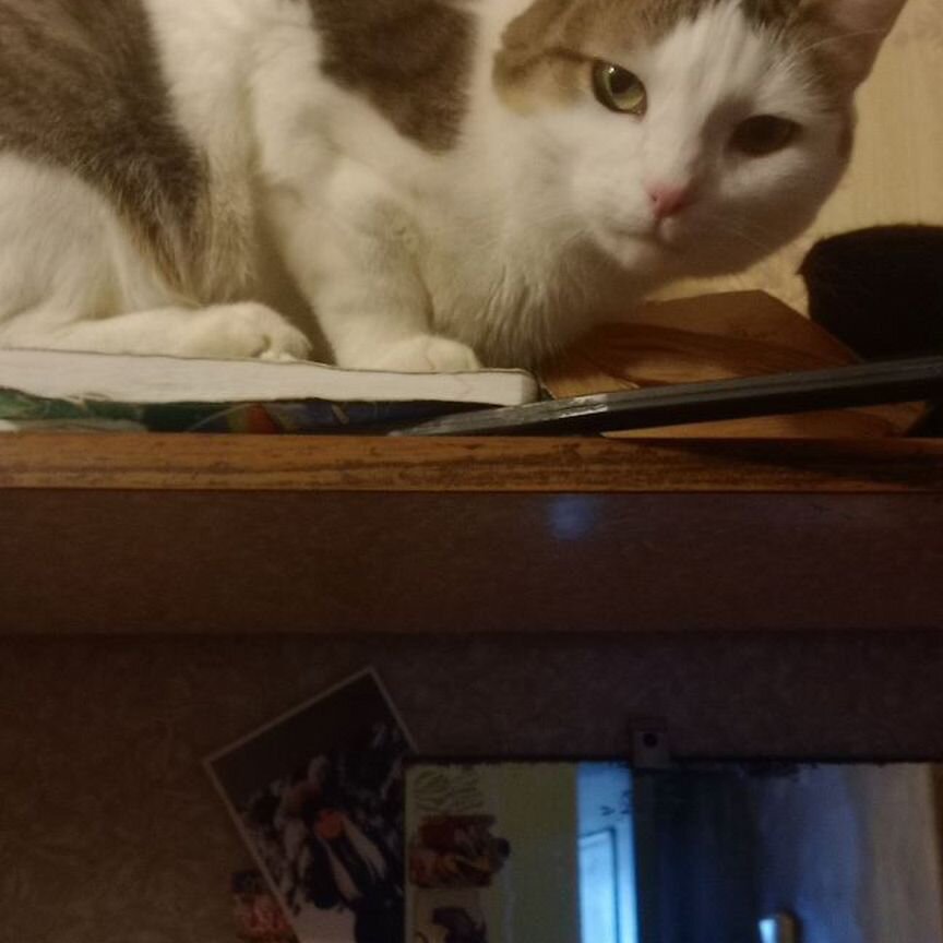 Отдам бесплатно в добрые руки