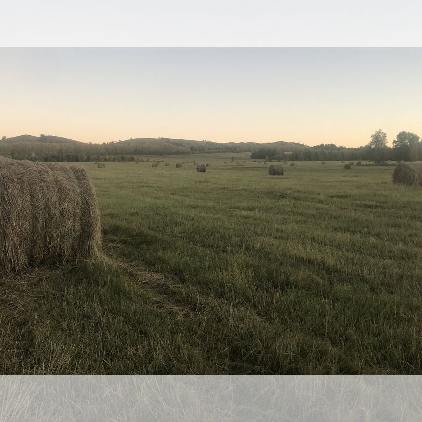 Сено солома в рулонах