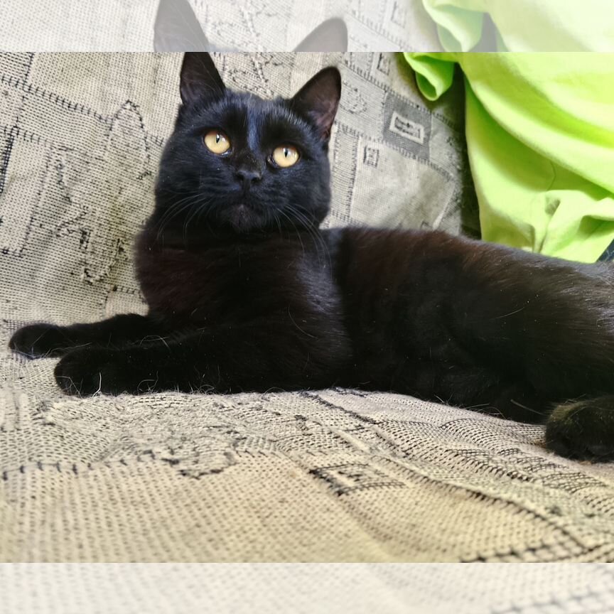 Взрослая, кошка в добрые руки