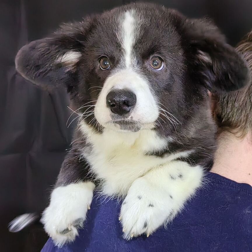 Вельш Корги Кардиган, щенок