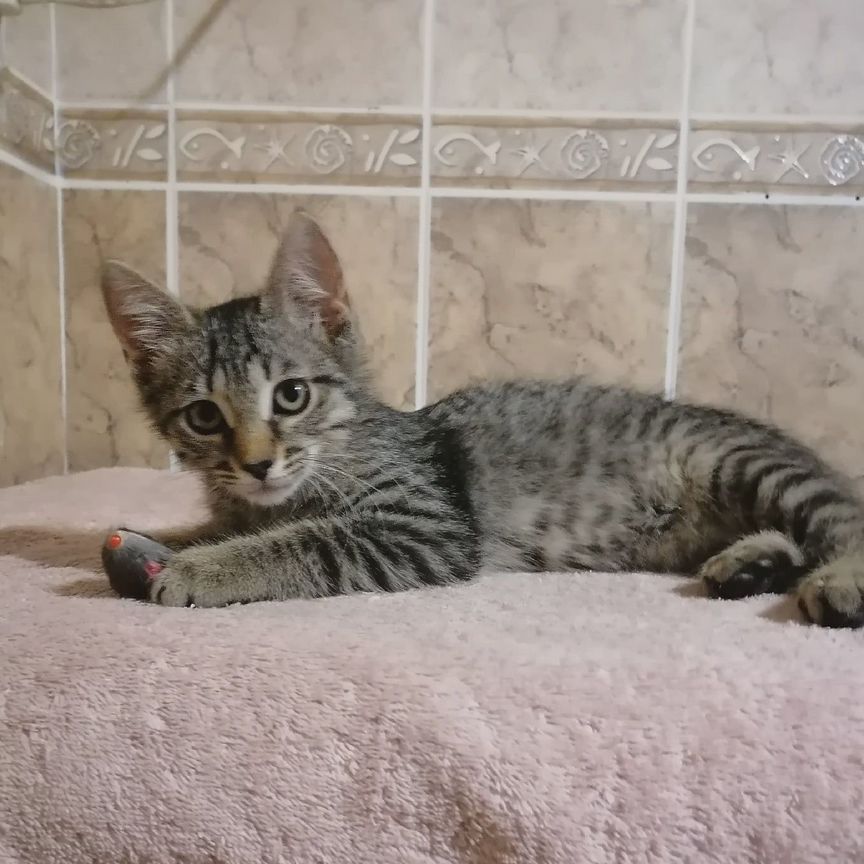 Котенок девочка