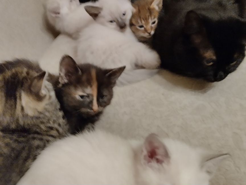 Кошка