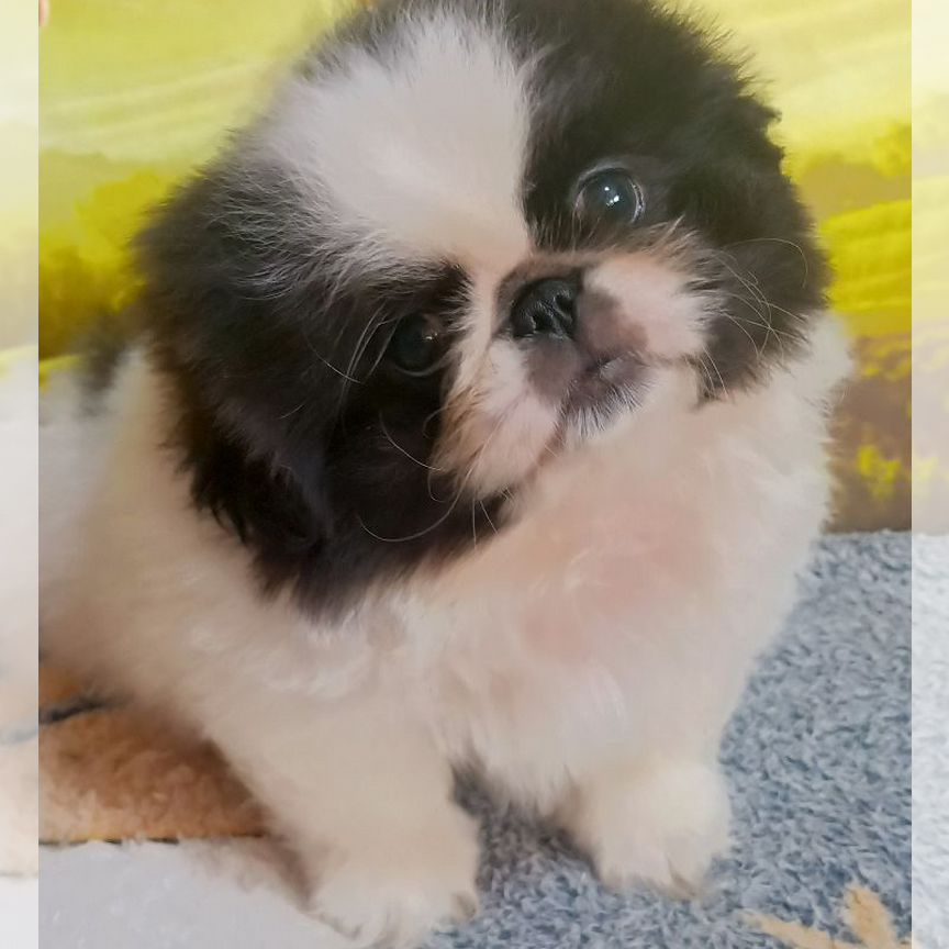 Чудо пекинесик