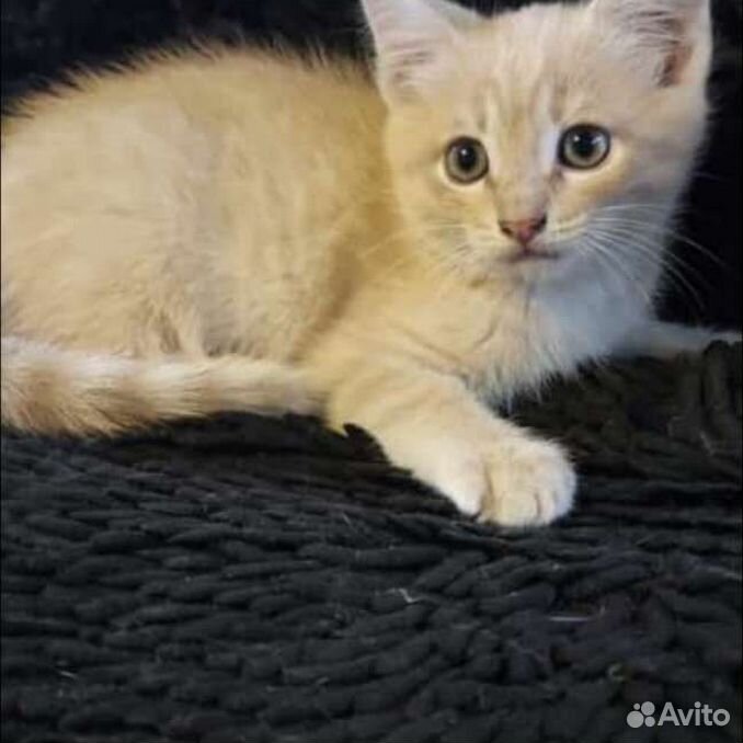 Котик, милый и ласковый бесплатно