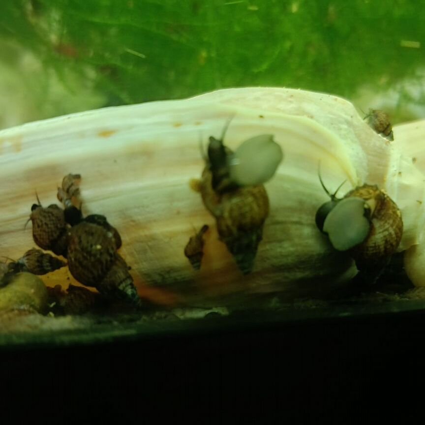Улитки аквариумные мелании