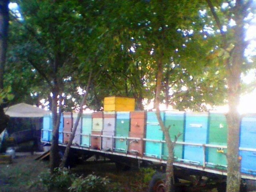 Продам сушь