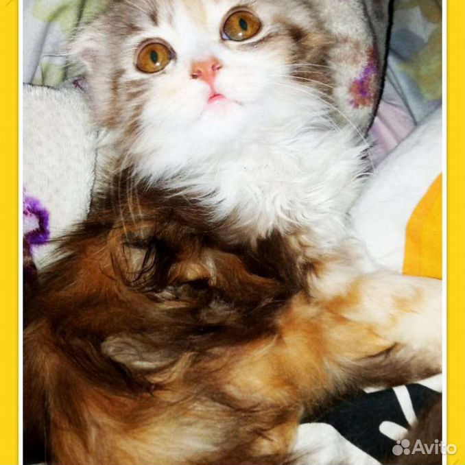 Селкирк-рекс, очаровательная помесь наверное