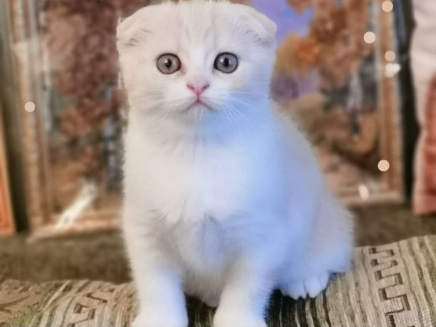 Шотландские котята