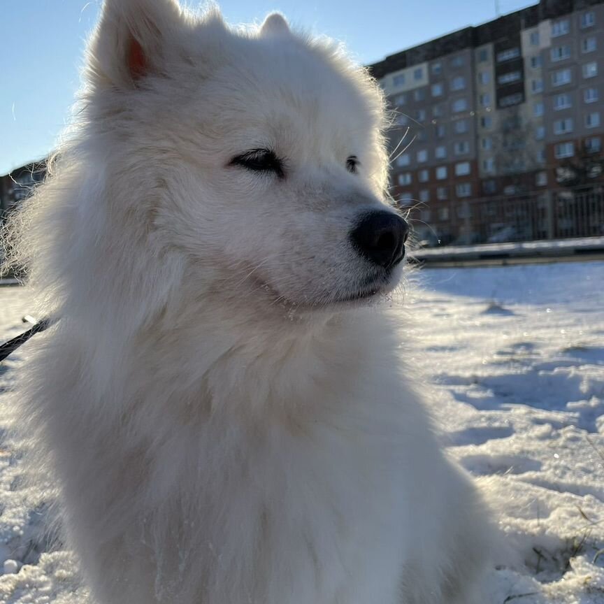 Собачья шерсть, собачий пух
