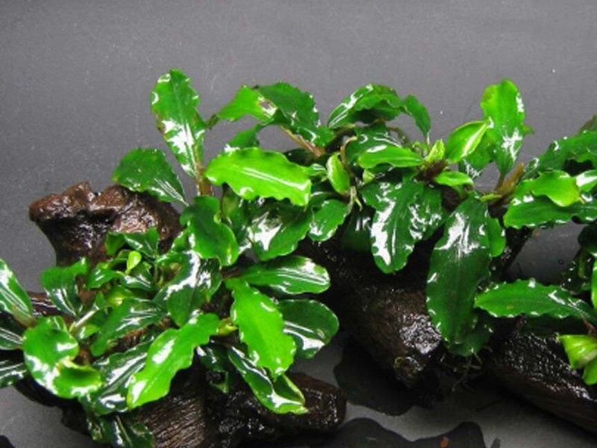 Буцефаландра