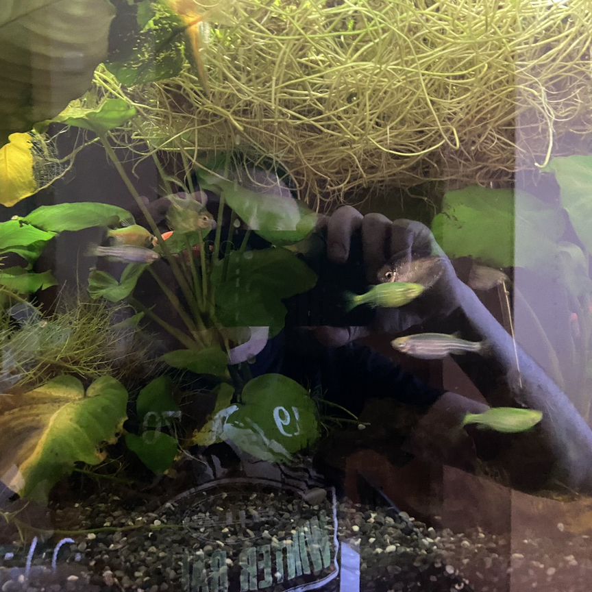 Аквариумные рыбки и растения