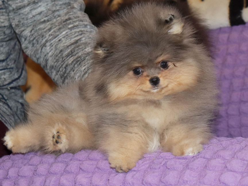 Мраморный Медвежонок шпица с Бэби-фэйс