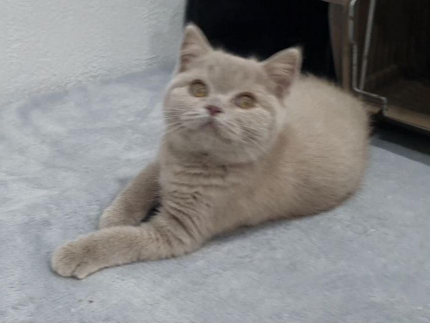 Британский мальчик, лилак