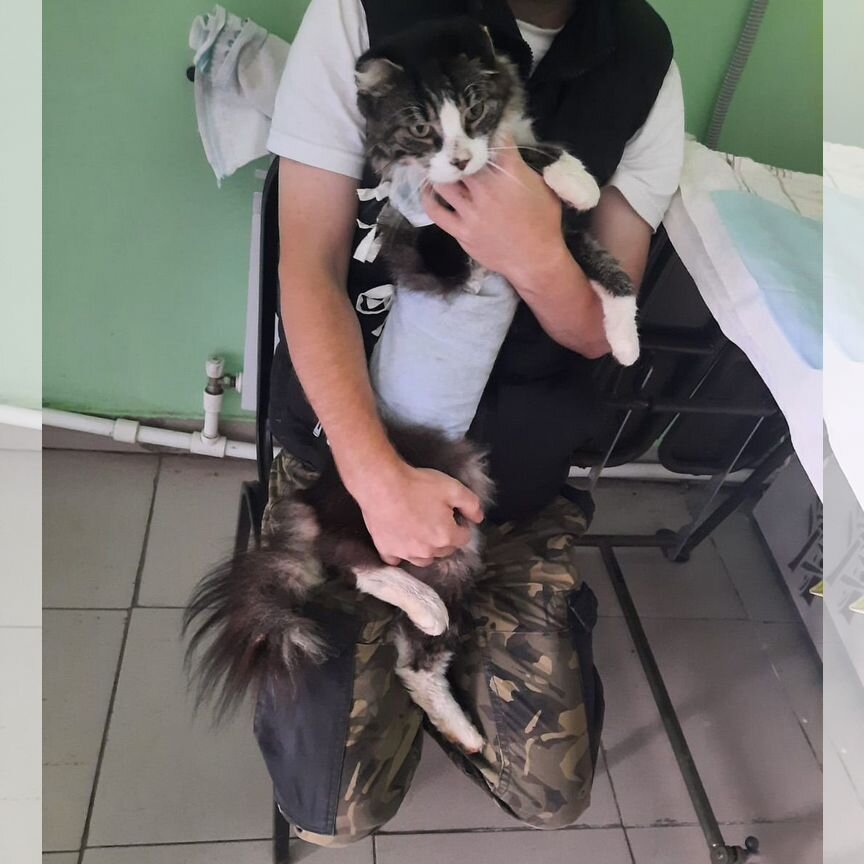 Кошки в добрые руки