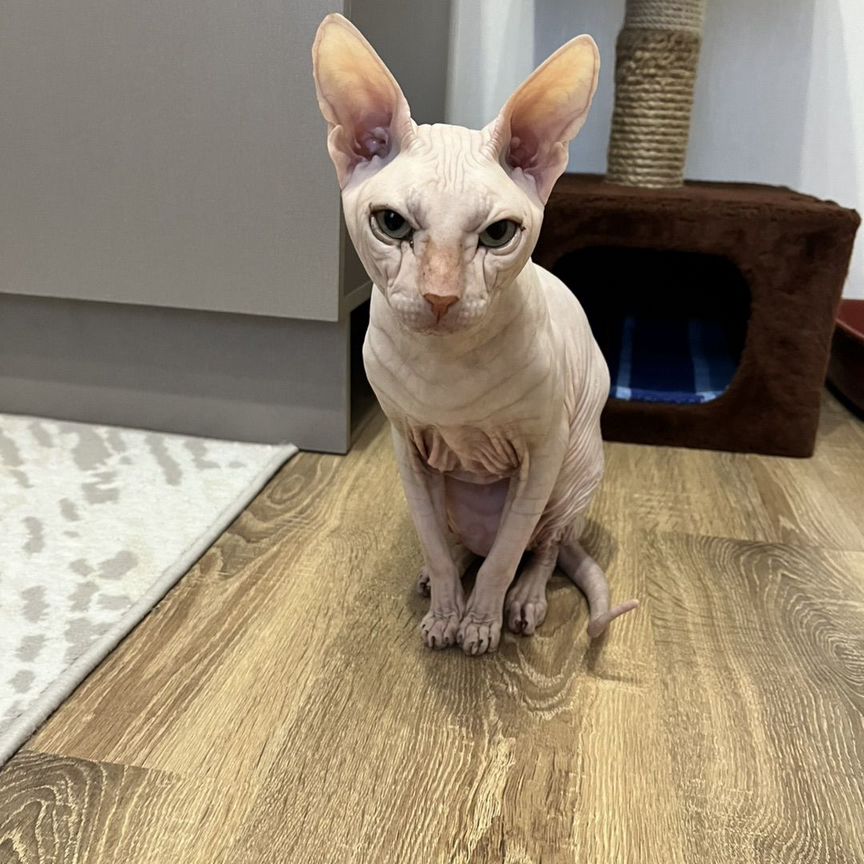 Канадский сфинкс