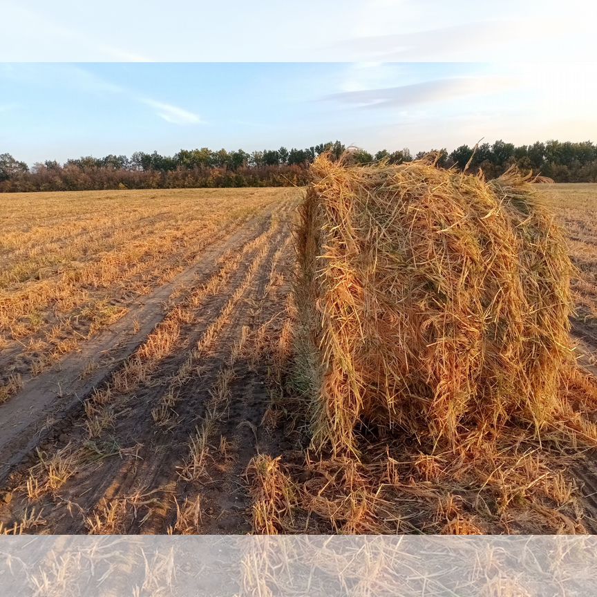 Солома просяная необмолоченная в рулонах
