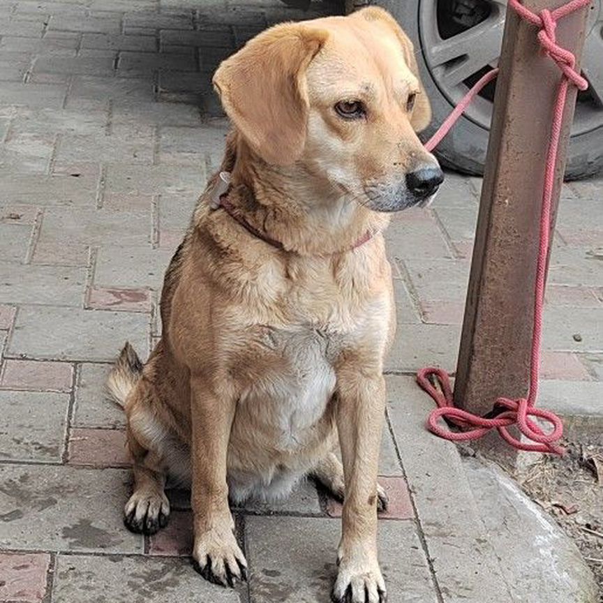 Девочка бигль