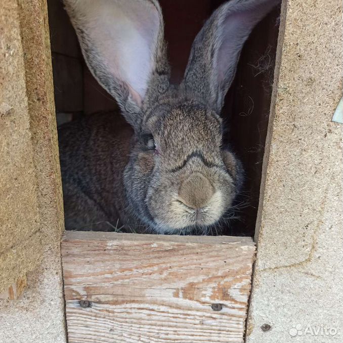 Кролики породы великан
