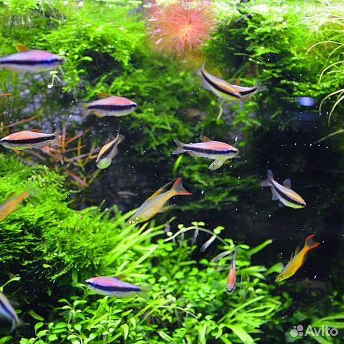 Тетра Керри (Inpaichthys kerri)