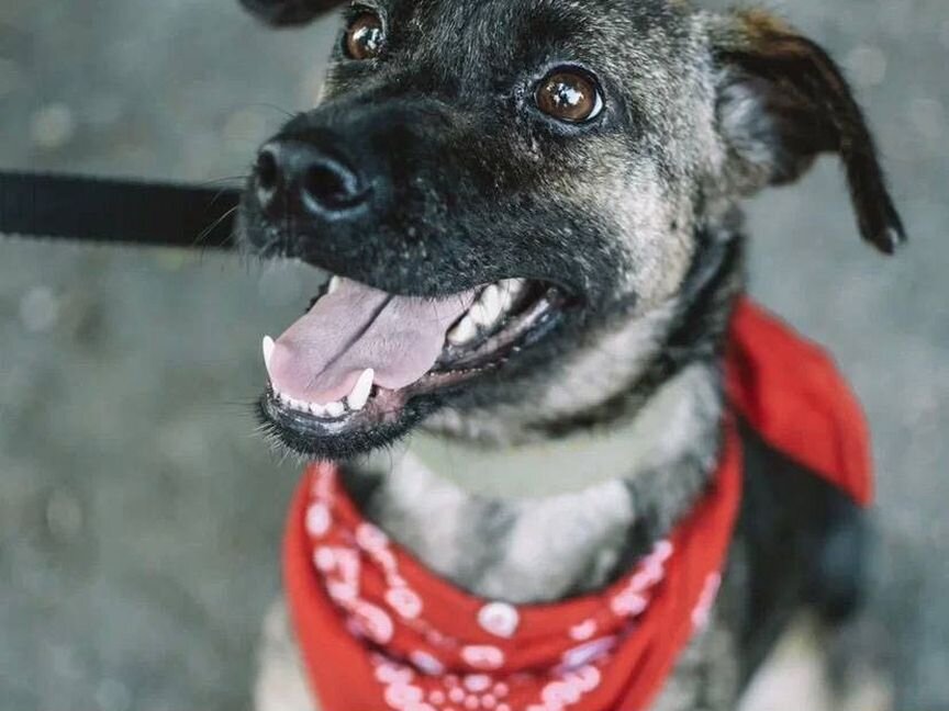 Маленькая квартирная собачка в дар