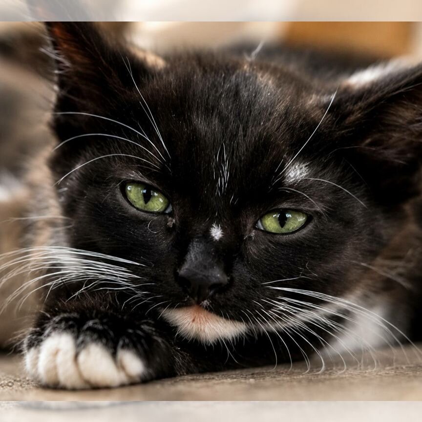 Котёнок в добрые руки