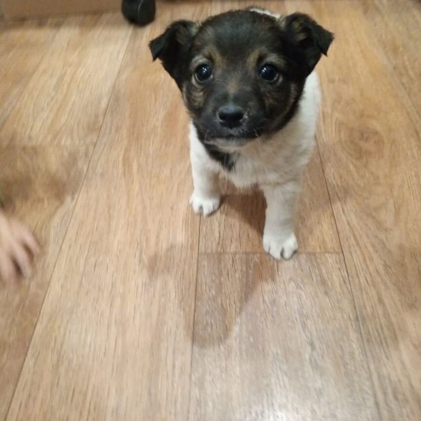 Одам даром щенят