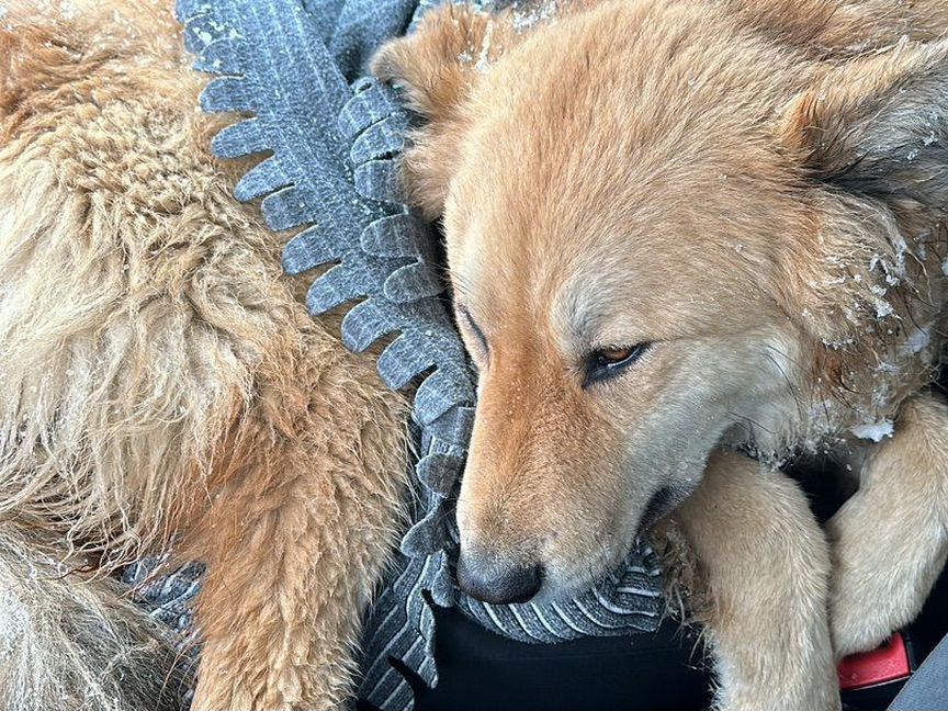 Собака ищет дом