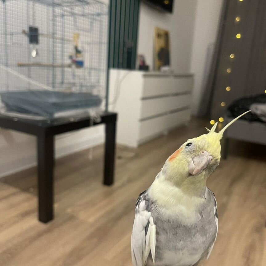 Попугай Корелла ручной