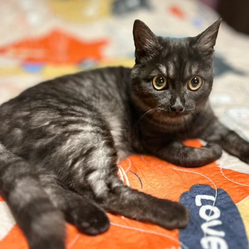 Отдадим котенка особенного
