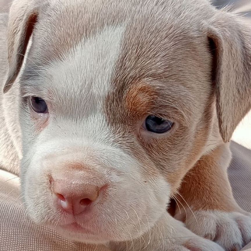 Американский булли покет