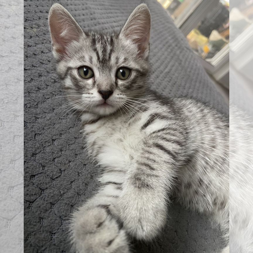 Котёнок в добрые руки