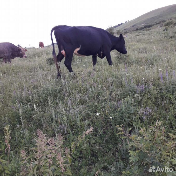 Коровы и телята