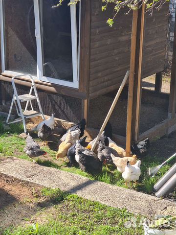 Куры молодки несушки доминант