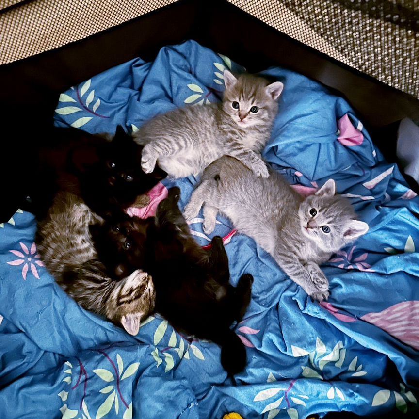 Прекрасные котята