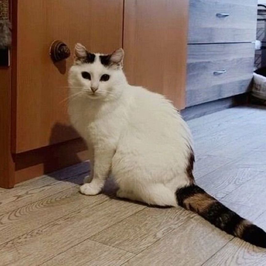 Красавица киса