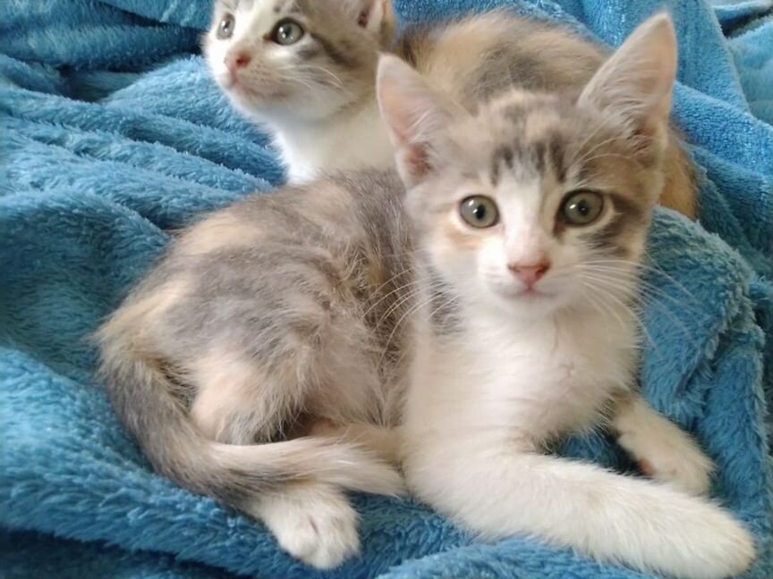 Котята - кошечки