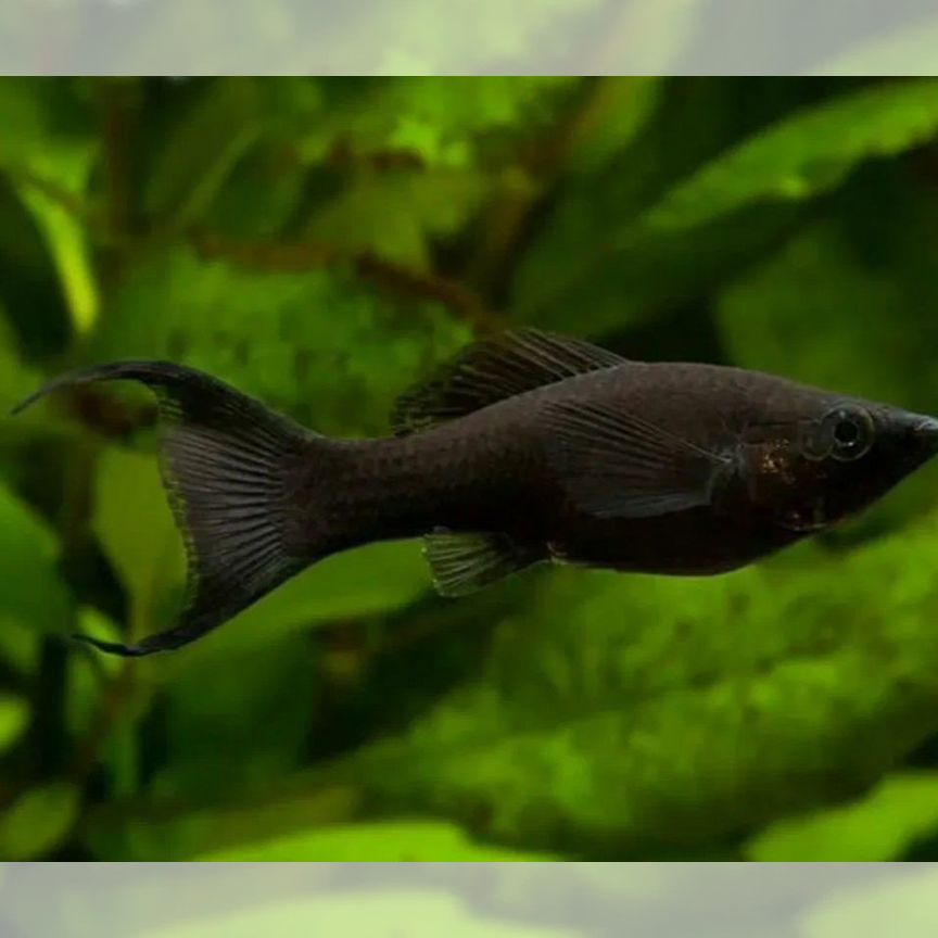 Моллинезия лира