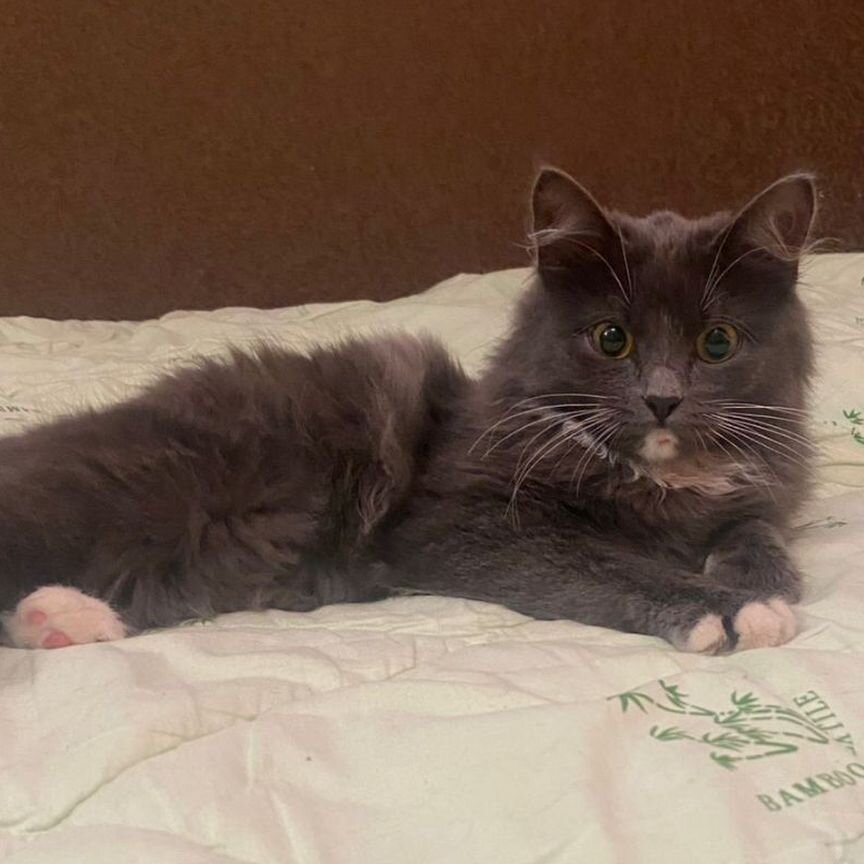 Нибелунг котёнок