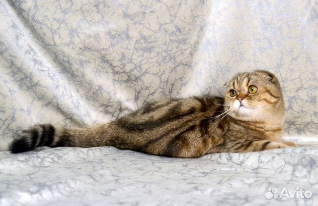 Юная Кошечка Скоттиш Фолд