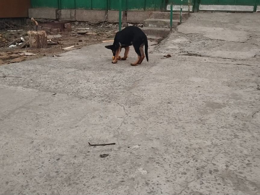 Щенок немецкой овчарки