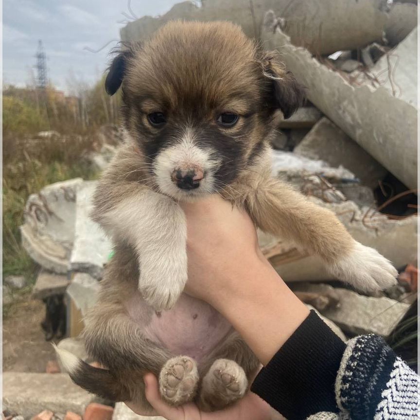 Помогите не погибнуть щенкам на улице