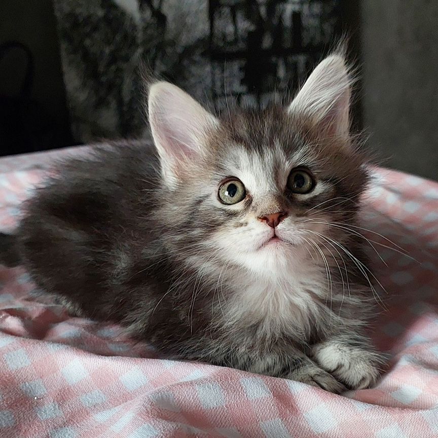 Мейн-кун котёнок