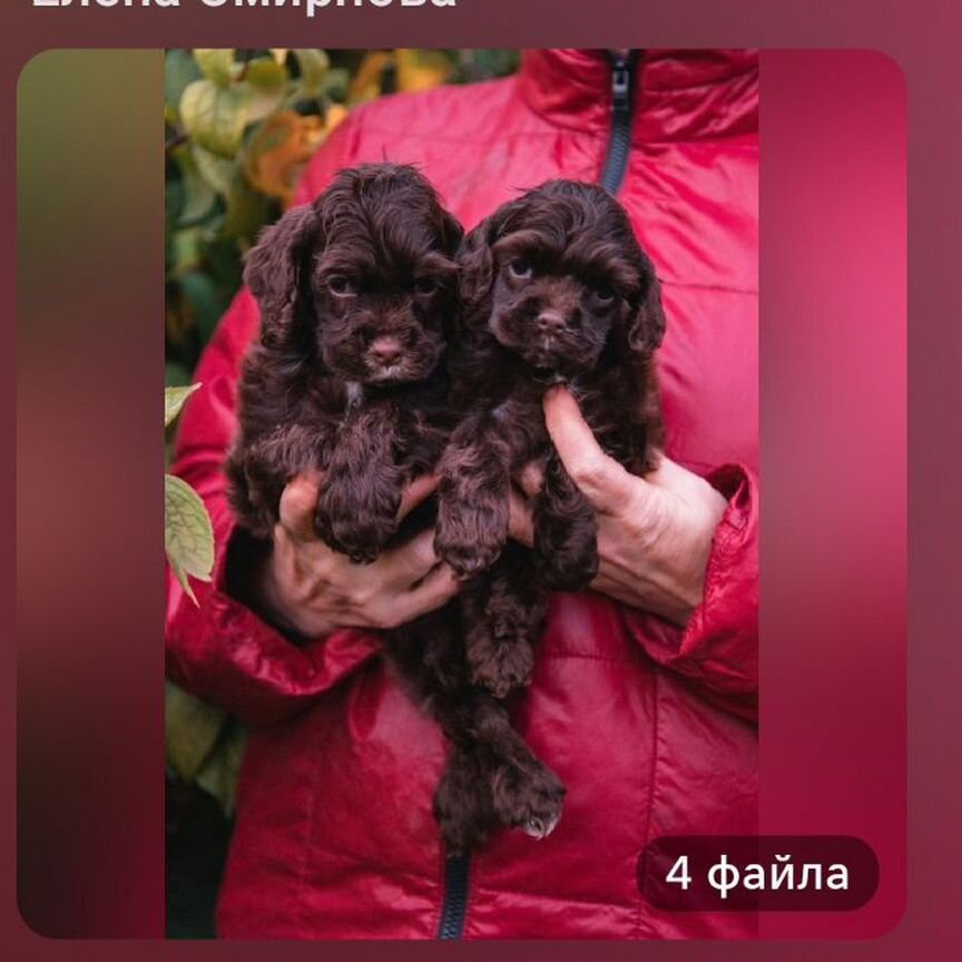 Шоколадные кудряшки ам кокер спаниели